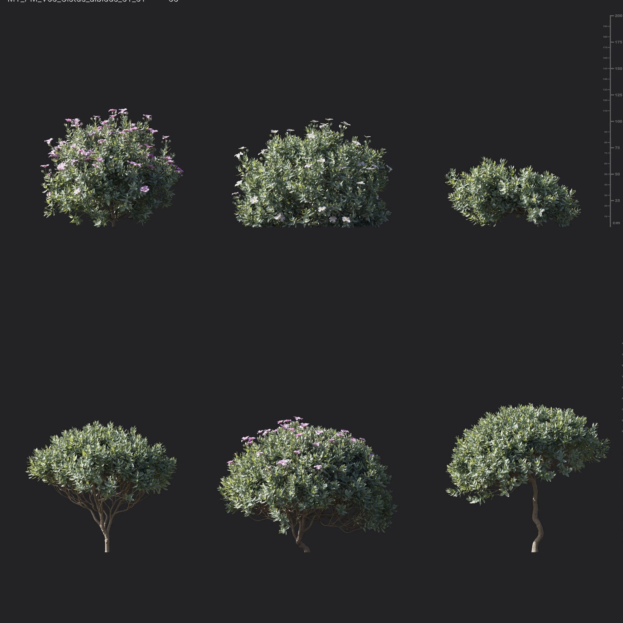 Plant Models Vol 60 Mesh 3D Model High-quality Includes 15 Species 90 ...