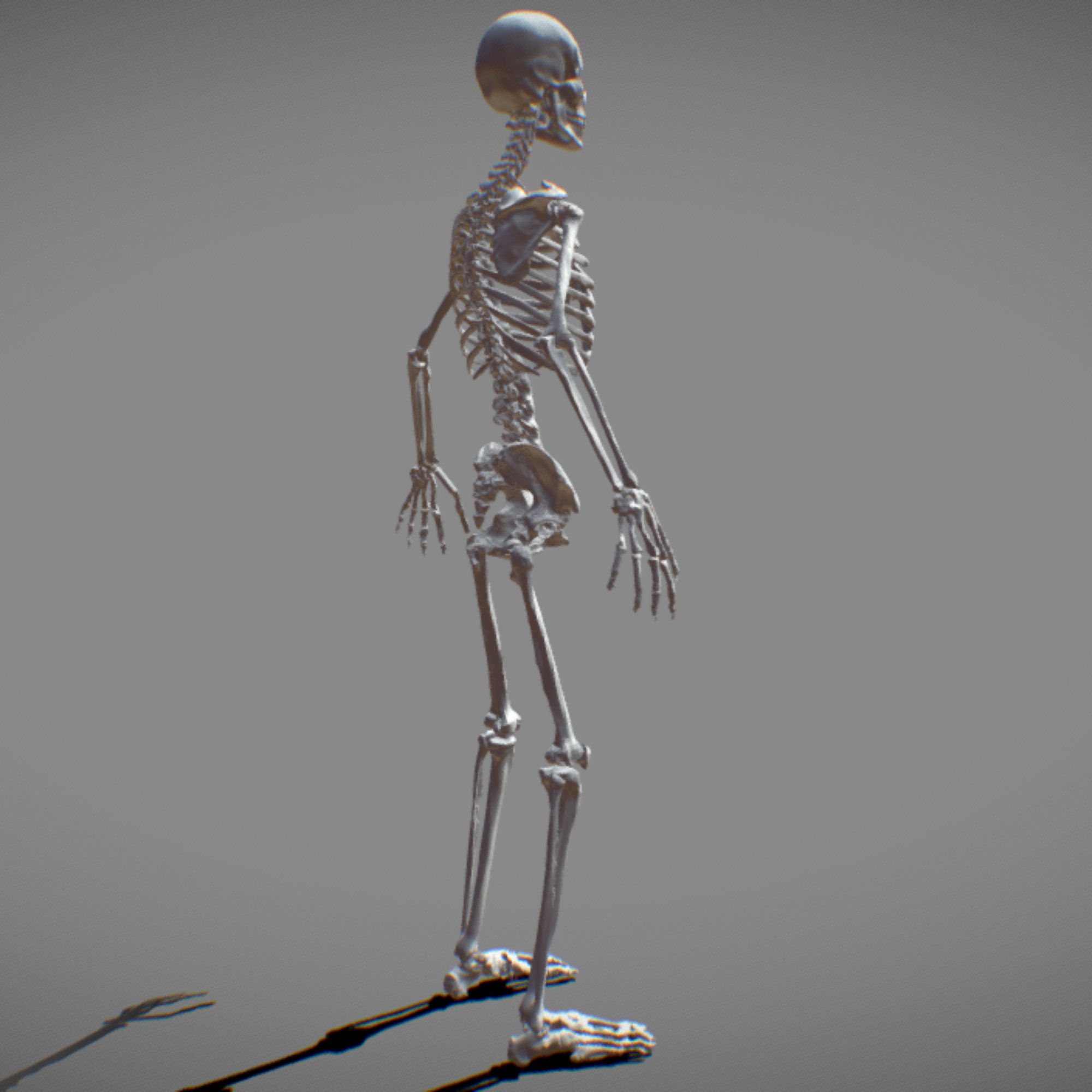 Limited Stock Anatomical Skeleton 3D Print Model FBX Original Format ...