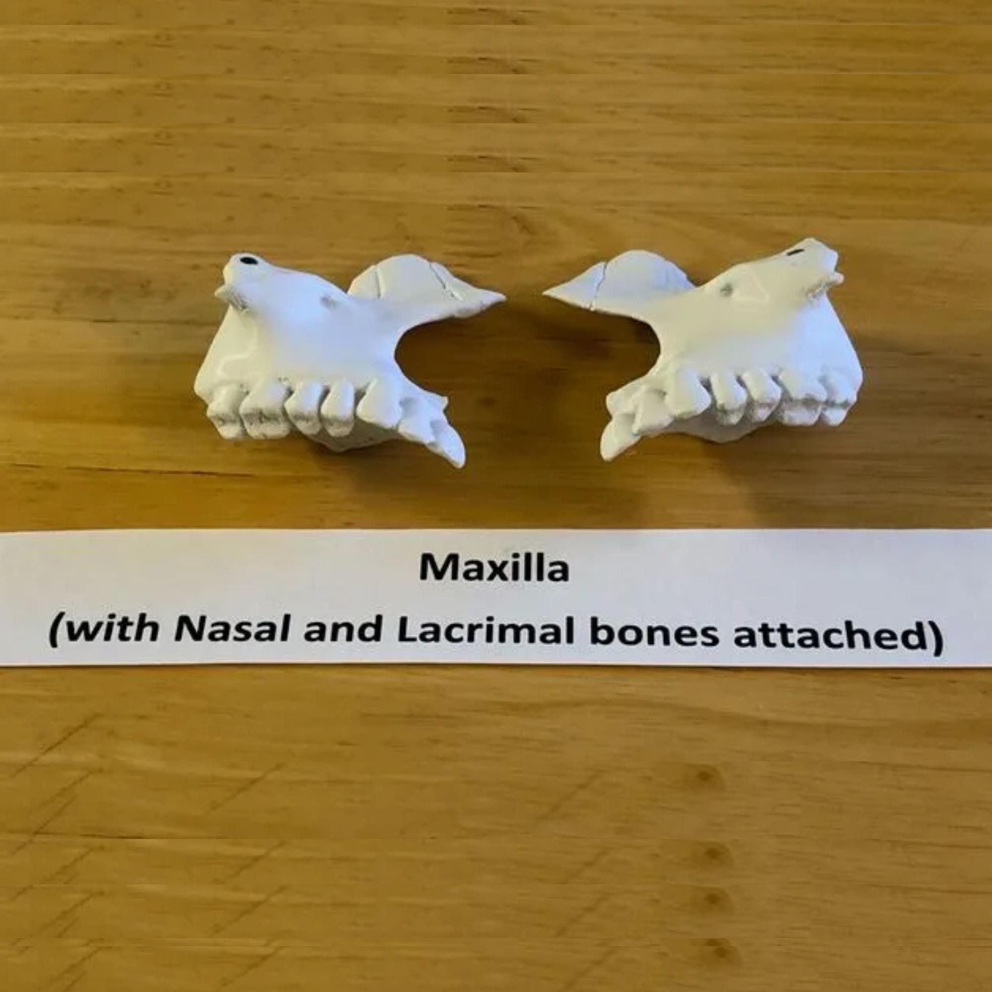 New Human Skull Full Size Anatomically Correct 18-piece Magnetic 3D ...