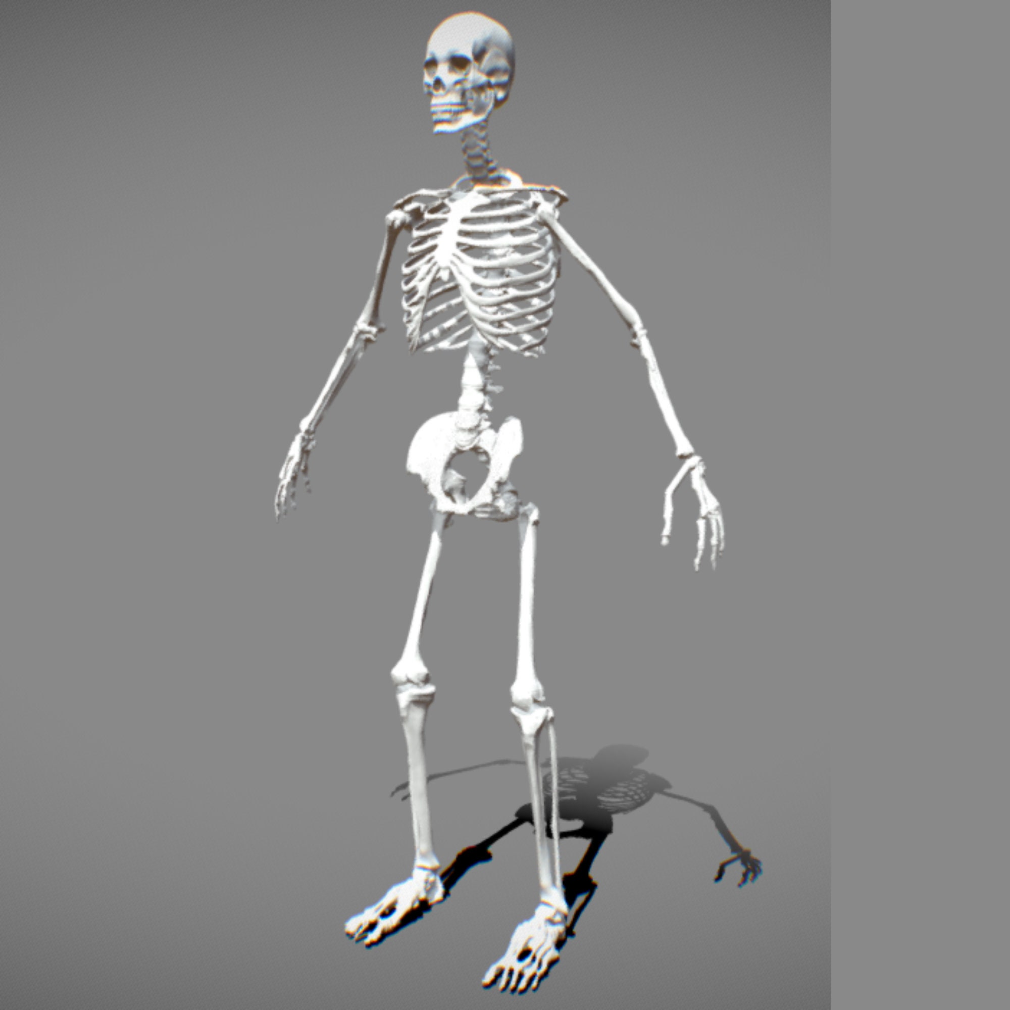 Limited Stock Anatomical Skeleton 3D Print Model FBX Original Format ...