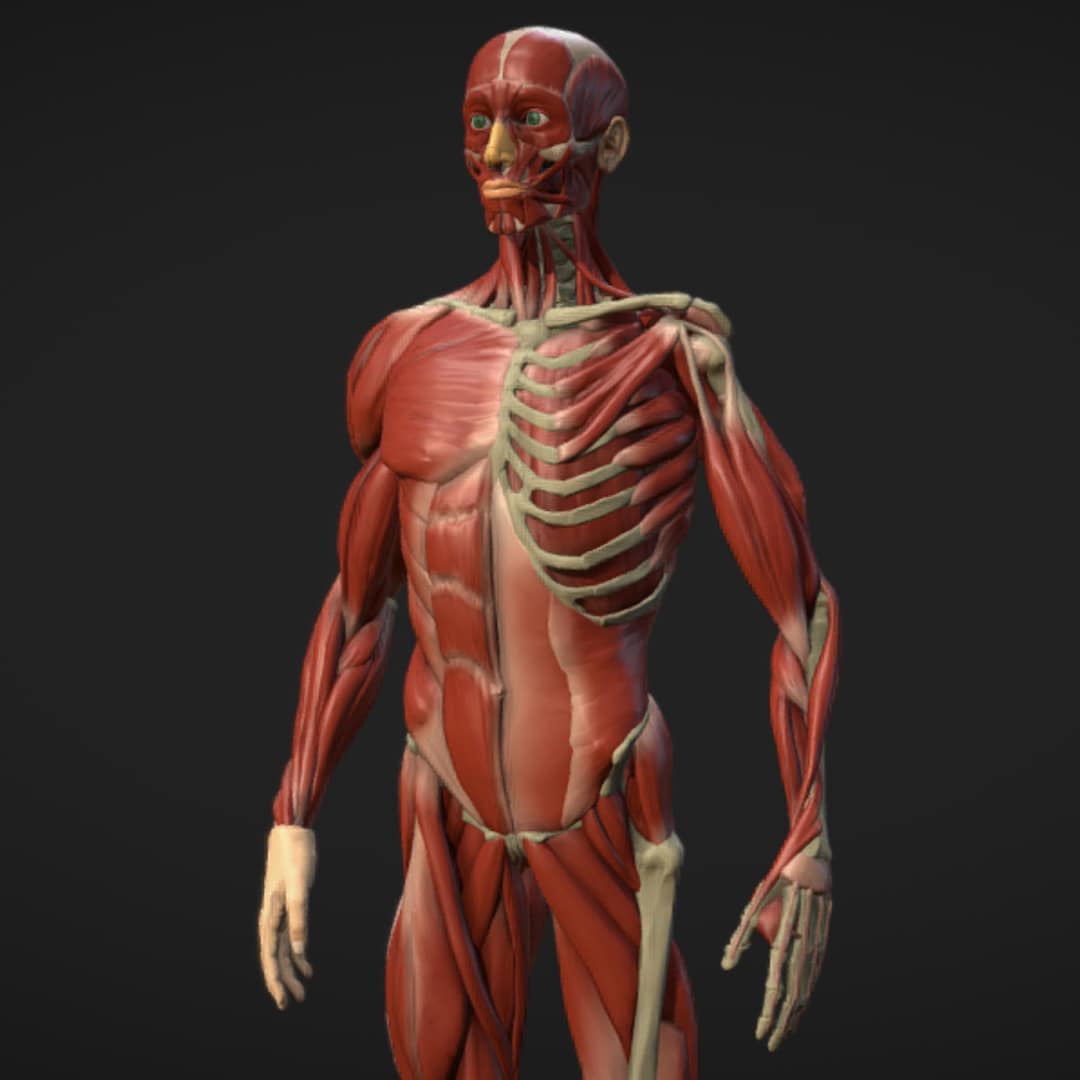 Ecorche étude anatomique du corps humain modèle 3D obj, gltf, usdz, glb ...