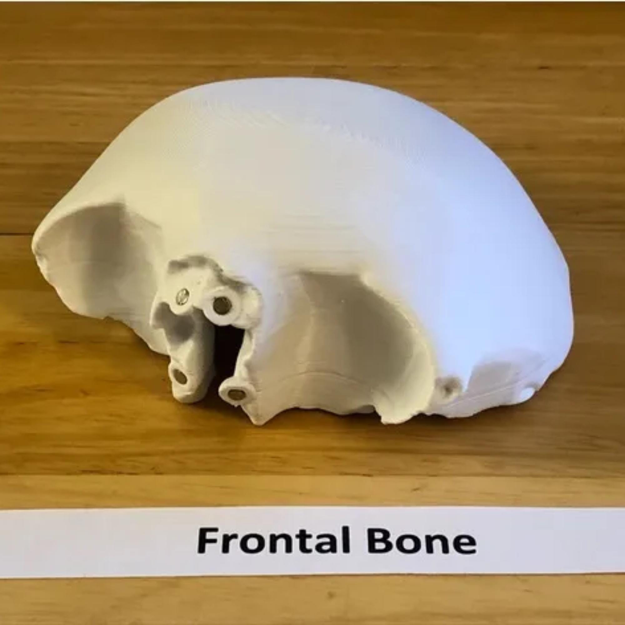 New Human Skull Full Size Anatomically Correct 18-piece Magnetic 3D ...