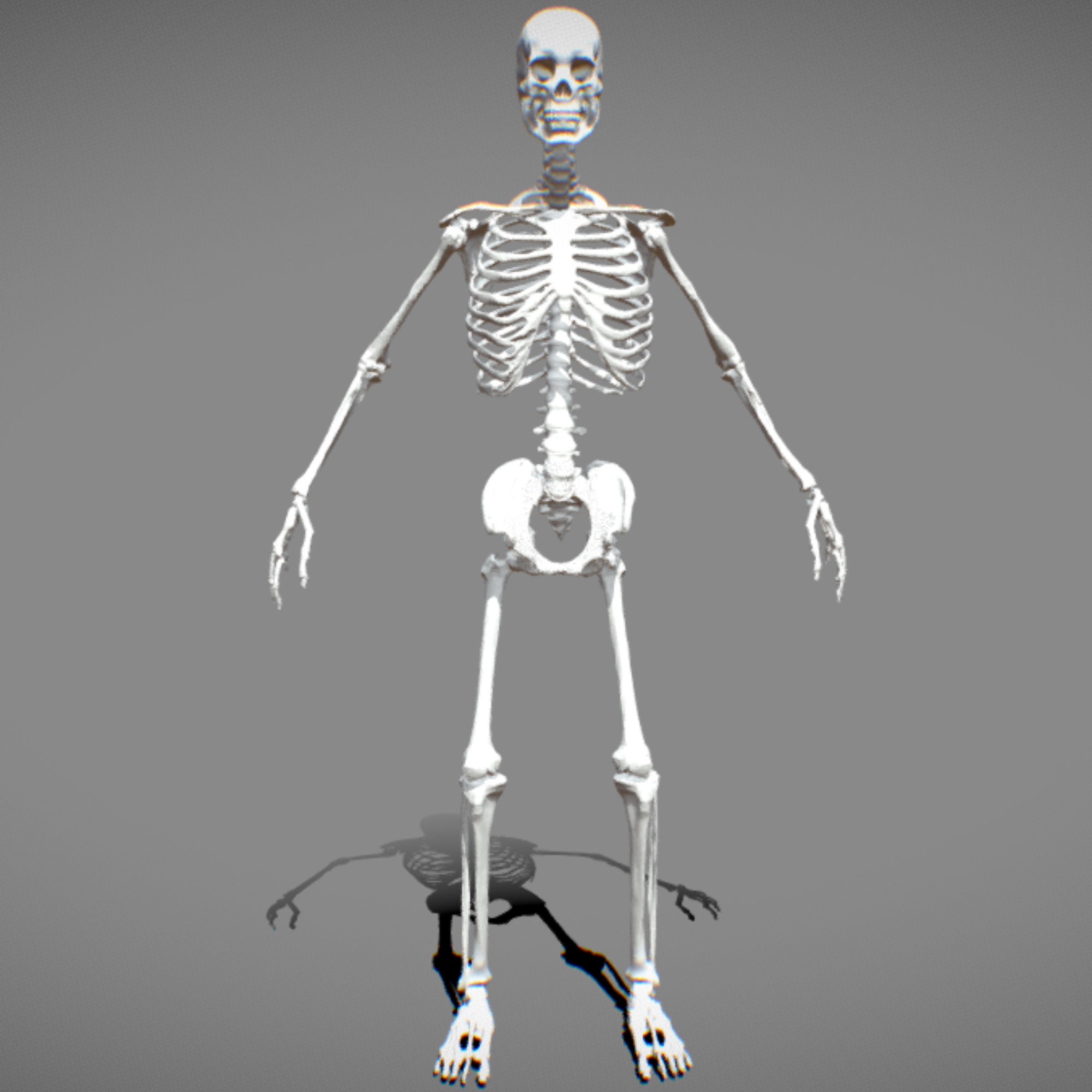 Limited Stock Anatomical Skeleton 3D Print Model FBX Original Format ...