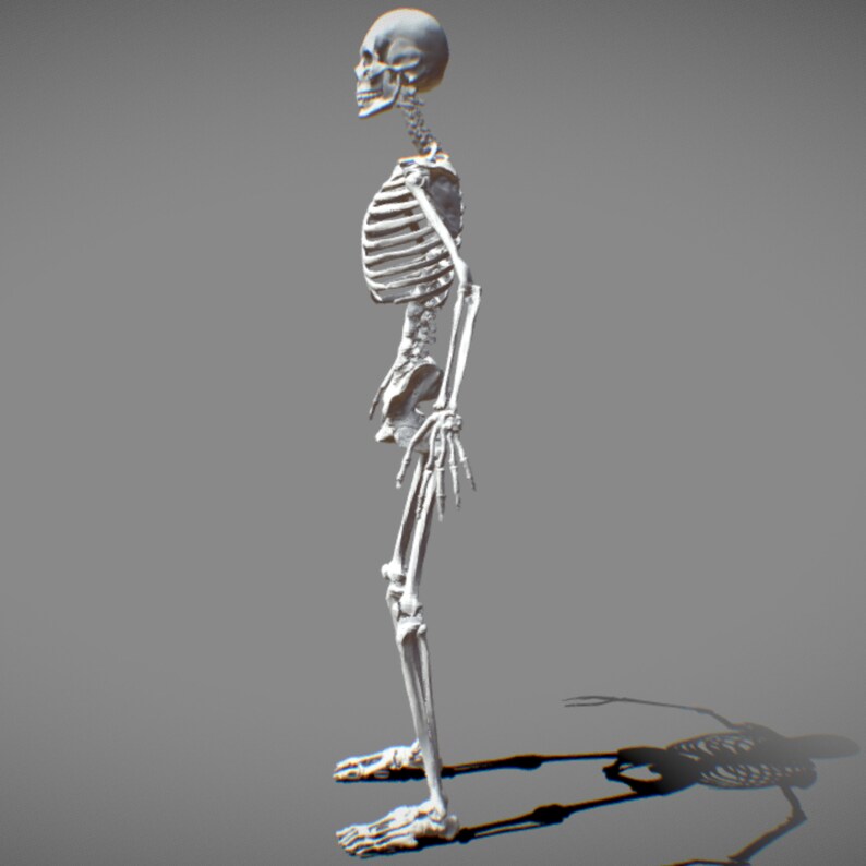 Limited Stock Anatomical Skeleton 3D Print Model FBX Original Format ...