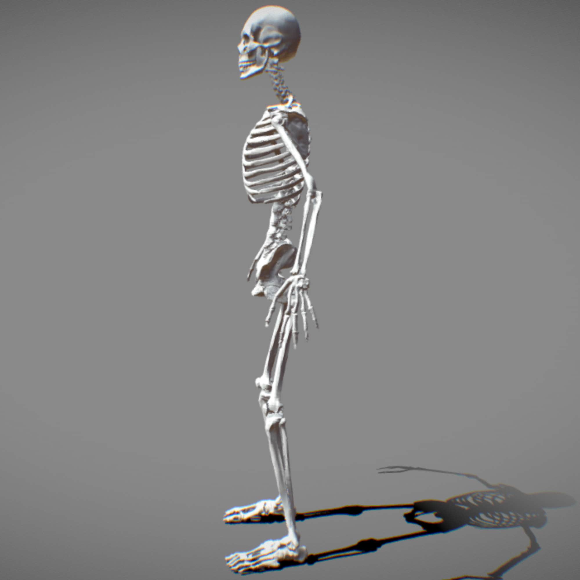 Limited Stock Anatomical Skeleton 3D Print Model FBX Original Format ...
