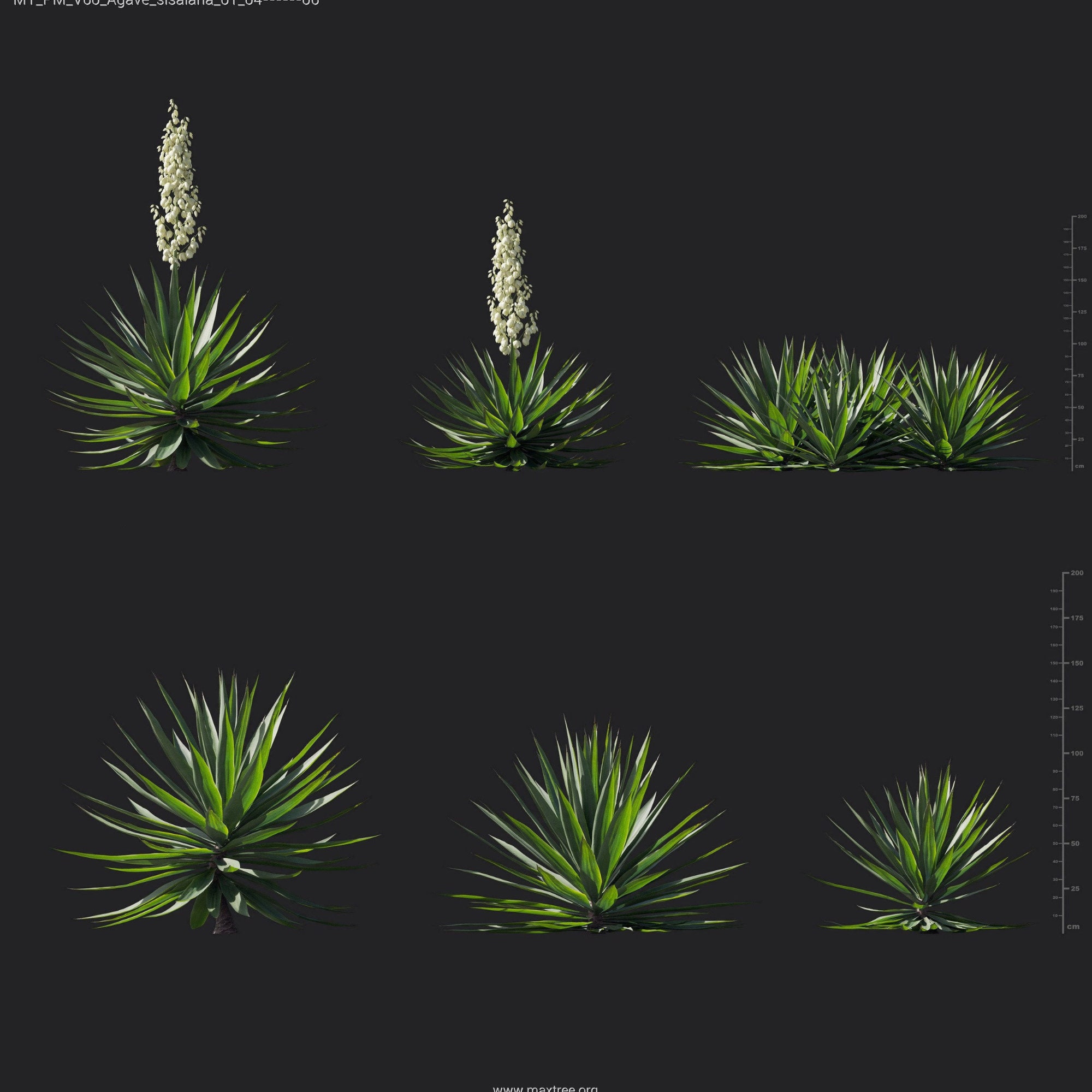 Plant Models Vol 60 Mesh 3D Model High-quality Includes 15 Species 90 ...