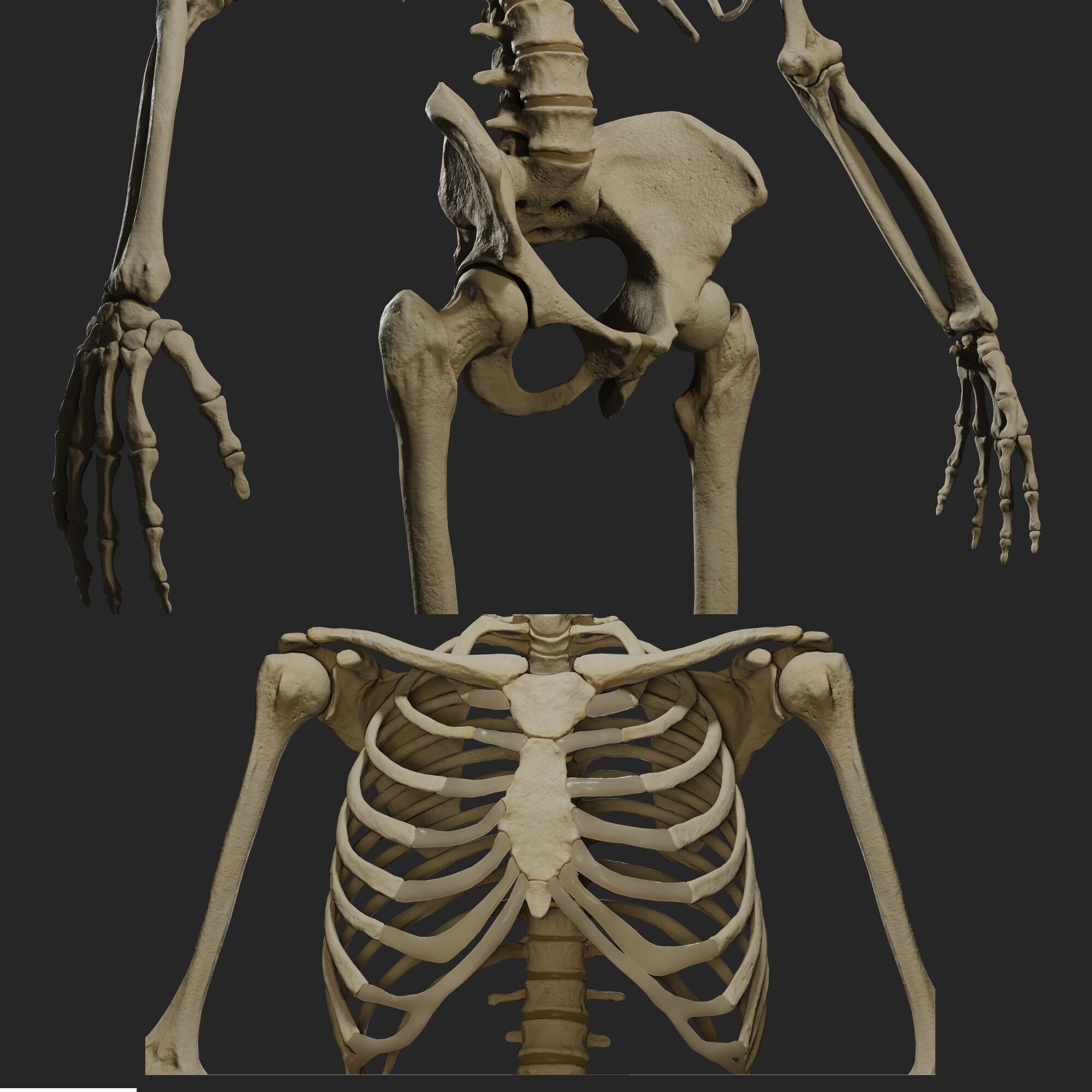 Anatomy SKELETON Human 3D Print Model Obj, 3ds Files Instant Download ...