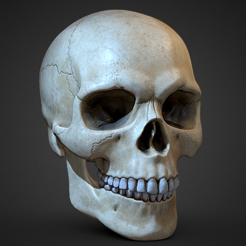 Limited Stock Human Skull 3D Print Model DAE Original Format , USDZ, Gltf, GLB Files Instant ...