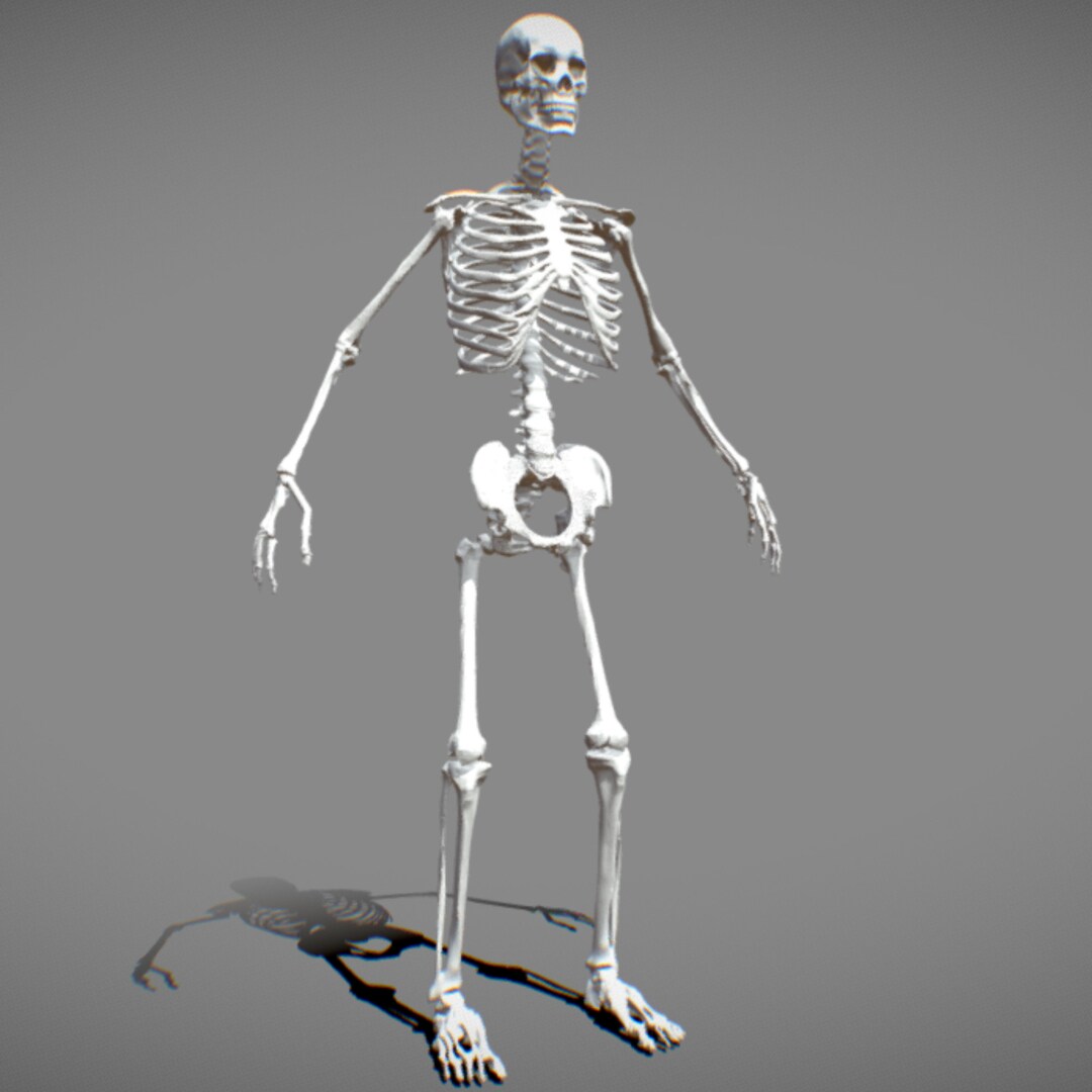 Limited Stock Anatomical Skeleton 3D Print Model FBX Original Format ...