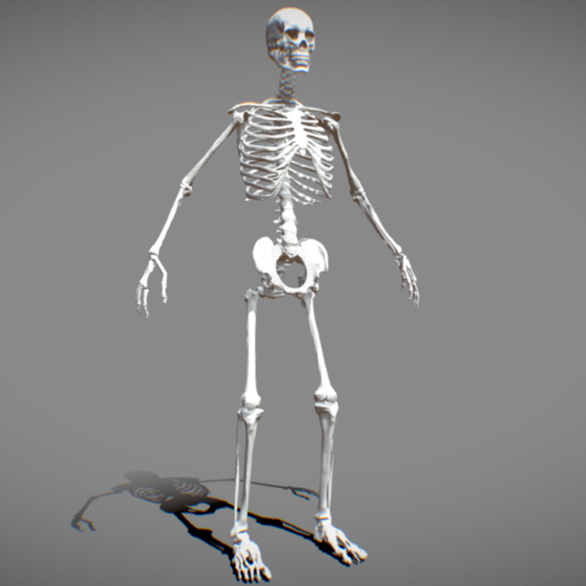 Limited Stock Anatomical Skeleton 3D Print Model FBX Original Format ...
