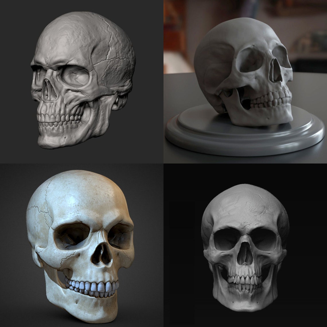 4 Set Human Skull Pack 3D Print Model Fbx Stl, Obj, Ztl, DAE Original ...