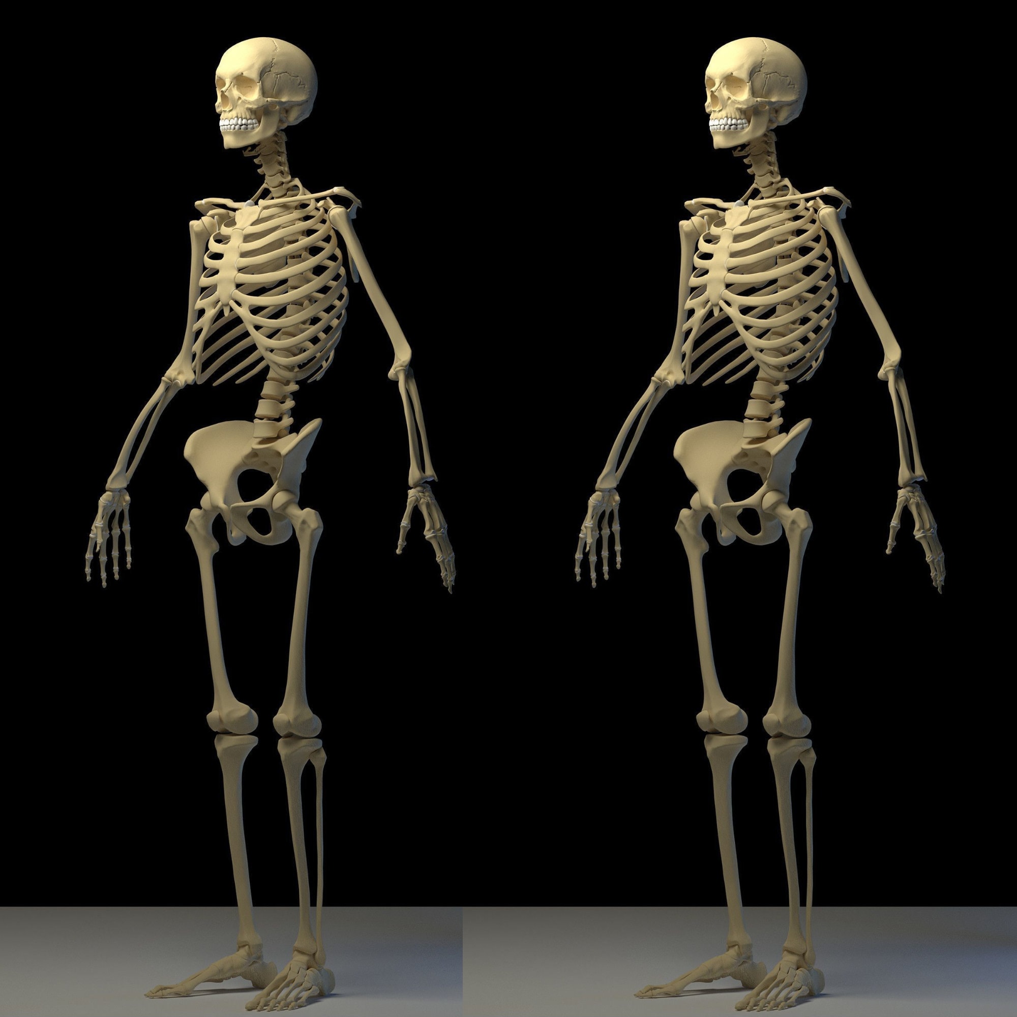 Anatomy SKELETON Human 3D Print Model Obj, 3ds Files Instant Download ...