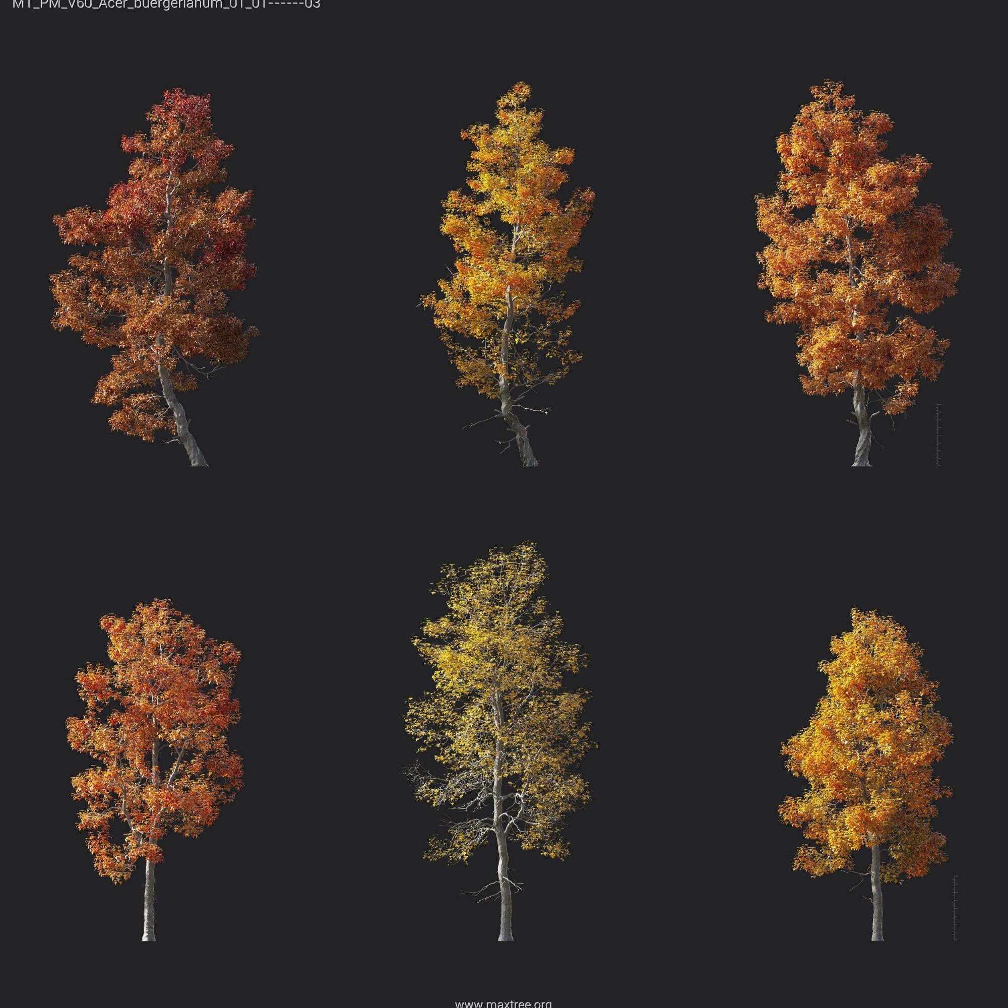 Plant Models Vol 60 Mesh 3D Model High-quality Includes 15 Species 90 ...