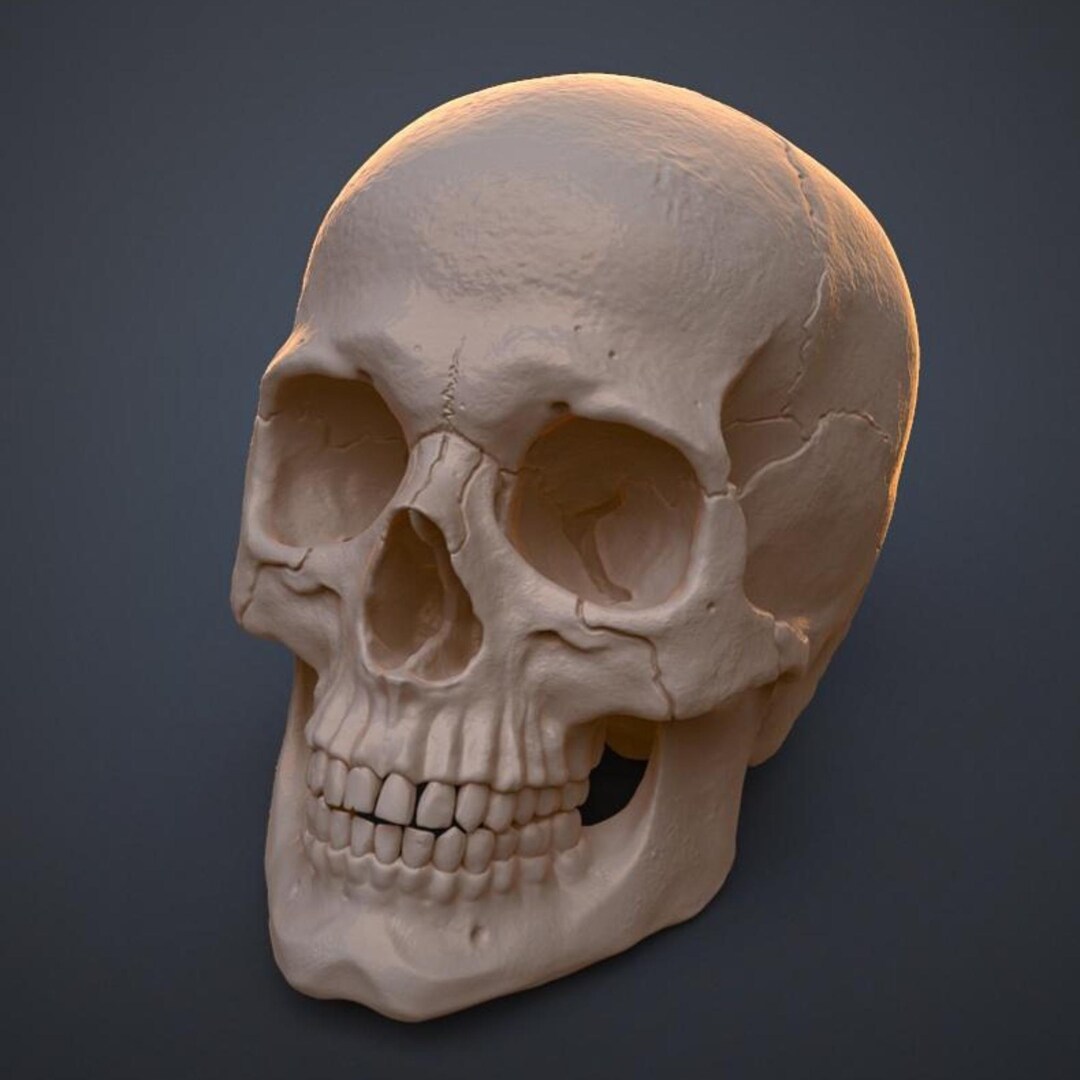 Limited Stock Anatomically Correct Human Skull Homo Sapiens 3D Print ...