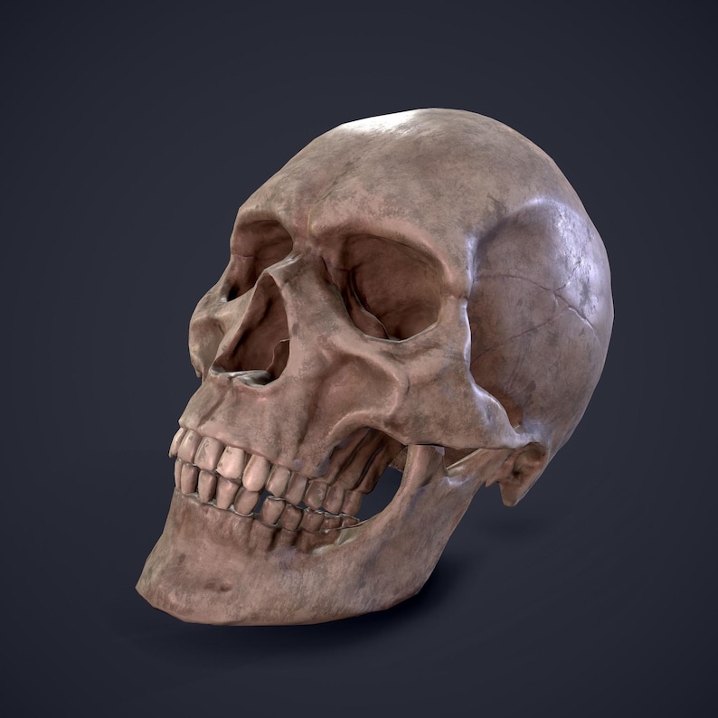 Limited Stock Skull Human Low-poly 3D Model Textures Png, Fbx, Obj, Mtl ...