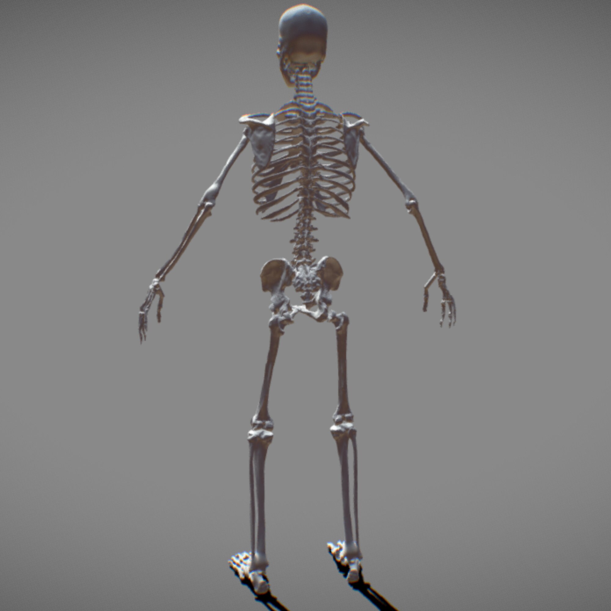 Limited Stock Anatomical Skeleton 3D Print Model FBX Original Format ...