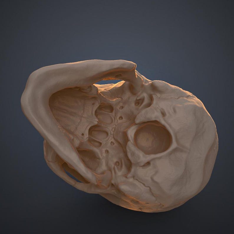 Limited Stock Anatomically Correct Human Skull Homo Sapiens 3D Print ...