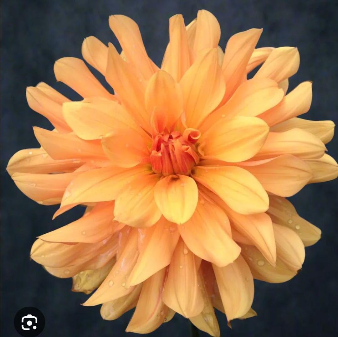 Andrew Charles Dahlia Tuber*buy 1, Get a Mystery Tuber Free *free ...