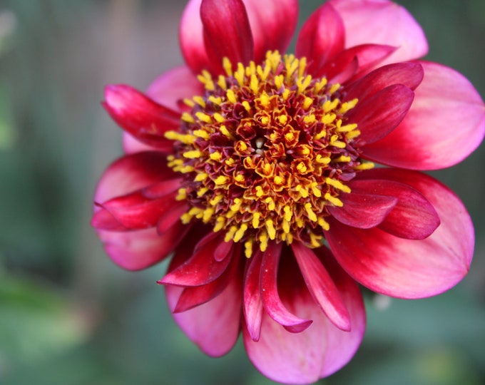 Red Collarette Dahlia Tuber *free Shipping and Random Tuber on Orders ...