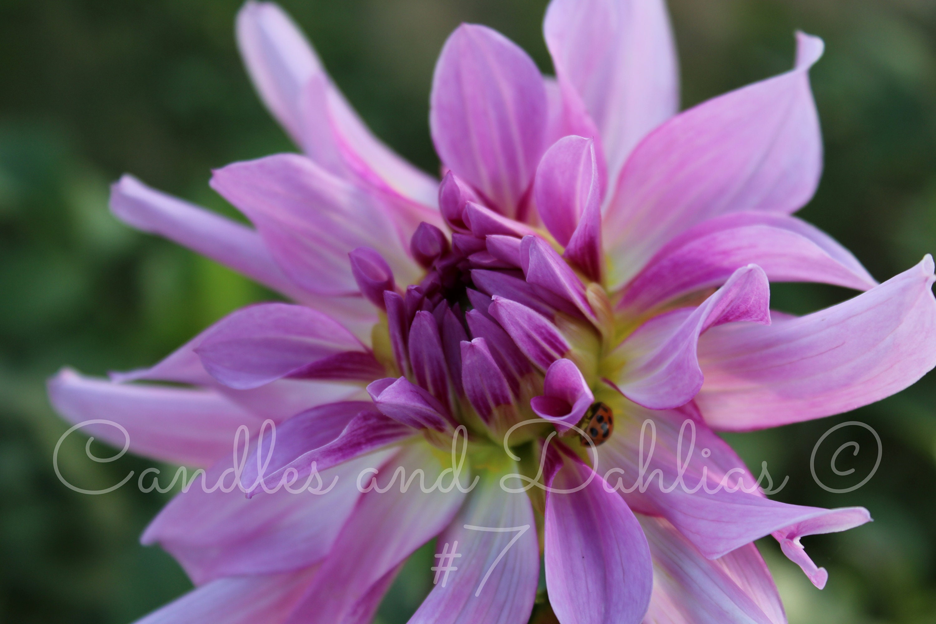 Leila Savanna Rose Digital Download, Printable Wall Art, Instant ...