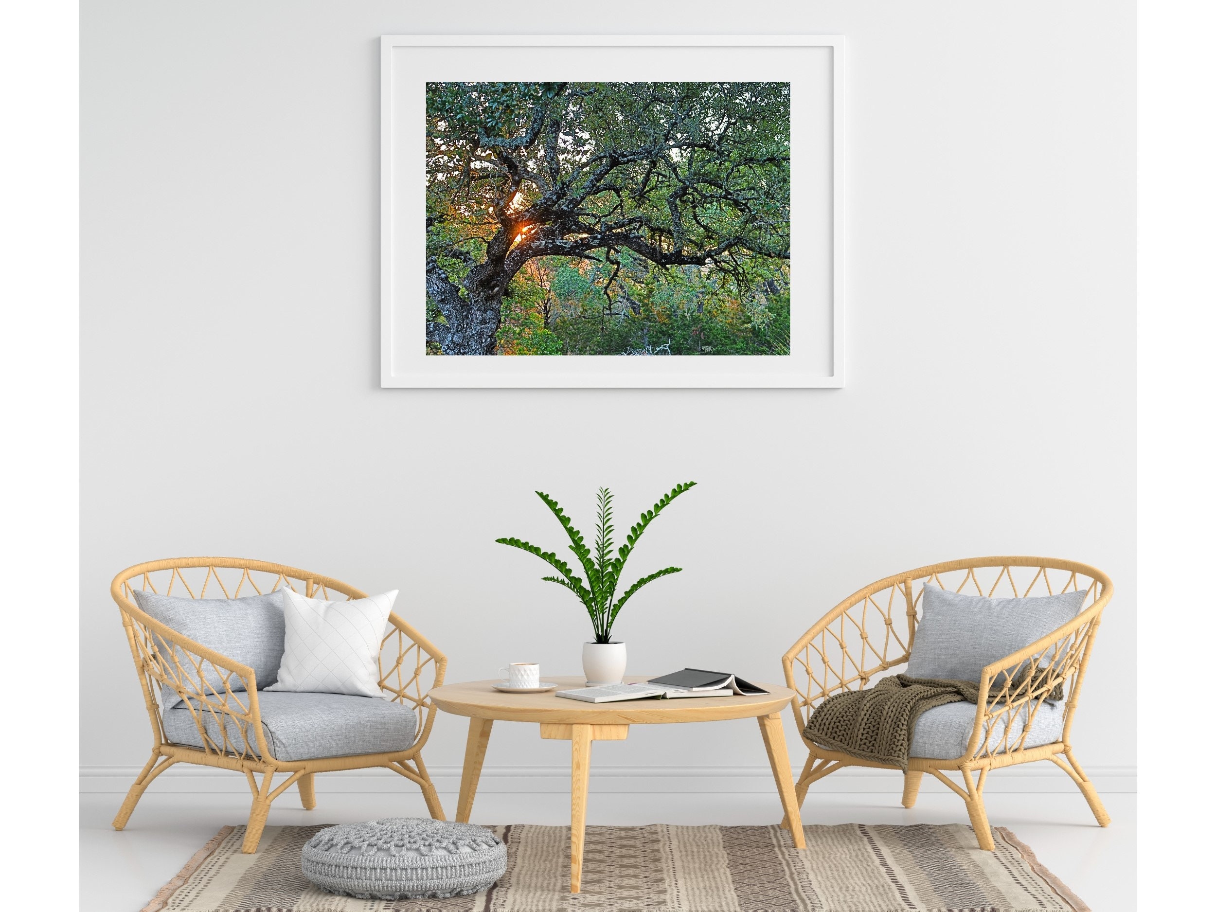 Digital Print Download, Texas Hill Country Live Oaks at Sunrise, Rural ...