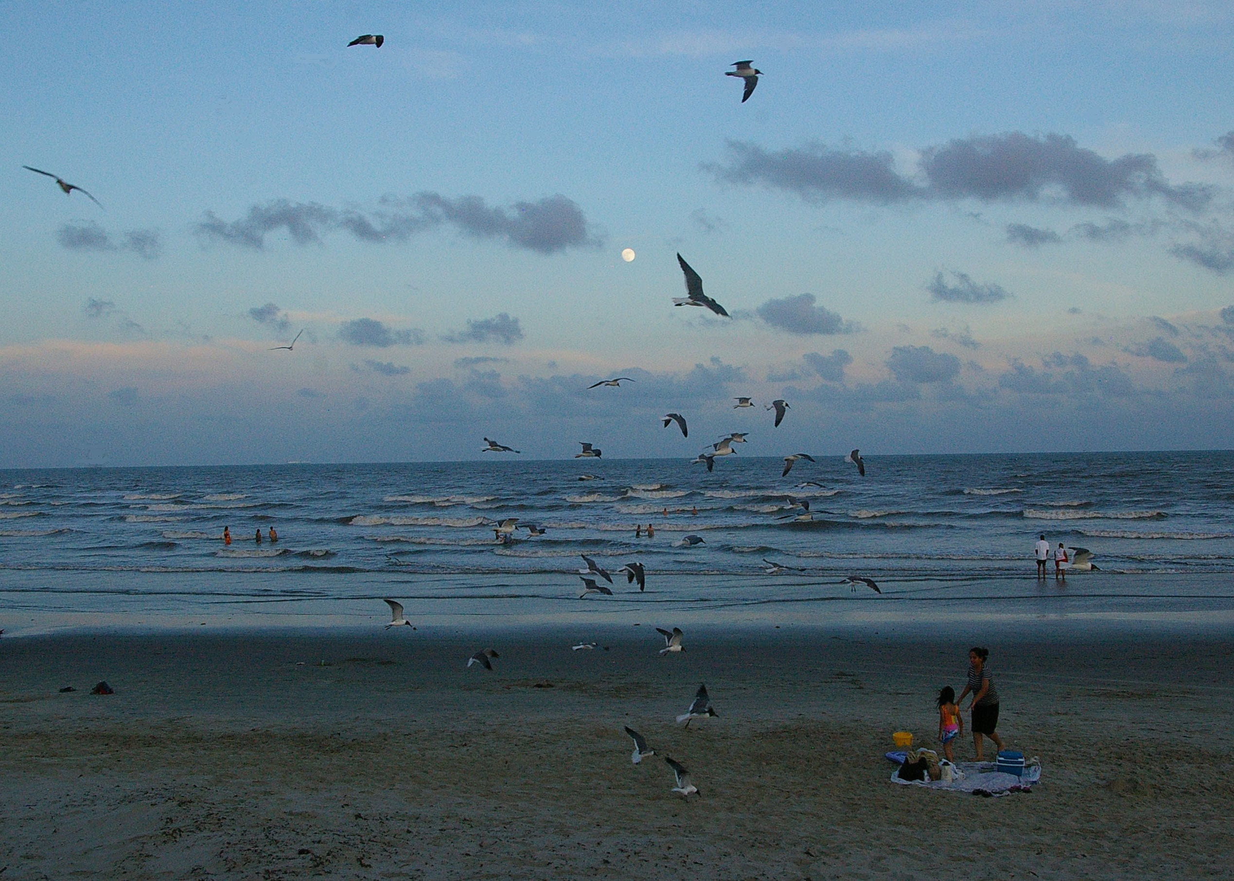 Galveston, Texas | Sunset at the Beach | Seagulls at Day's End on ...