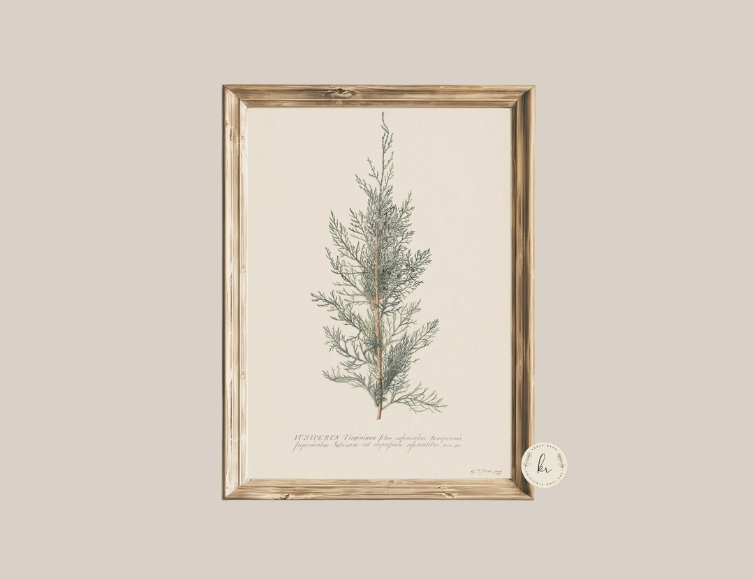 Vintage Juniper Tree Wall Art, Botanical Prints, Neutral Botanical Art ...
