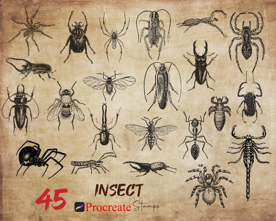 Procreate Insect Stamp : Realistic Tattoo Beetle Bug Brush Set Spider ...