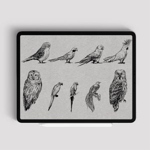 Procreate Birds Stamps Procreate Vintage Bird Stamp Procreate Realistic ...