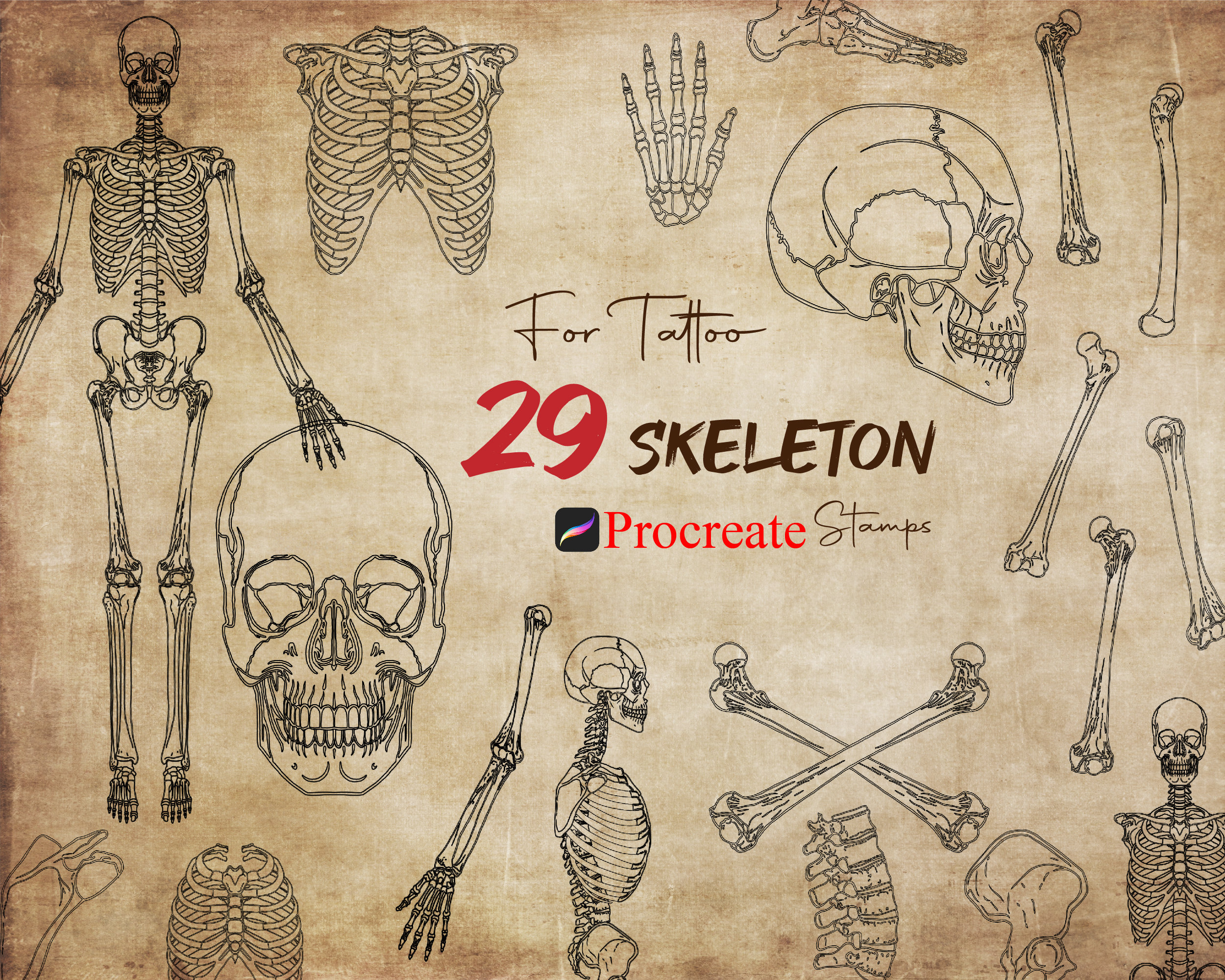 29 Procreate Skeleton Stamps Human Bones Stamps Human - Etsy