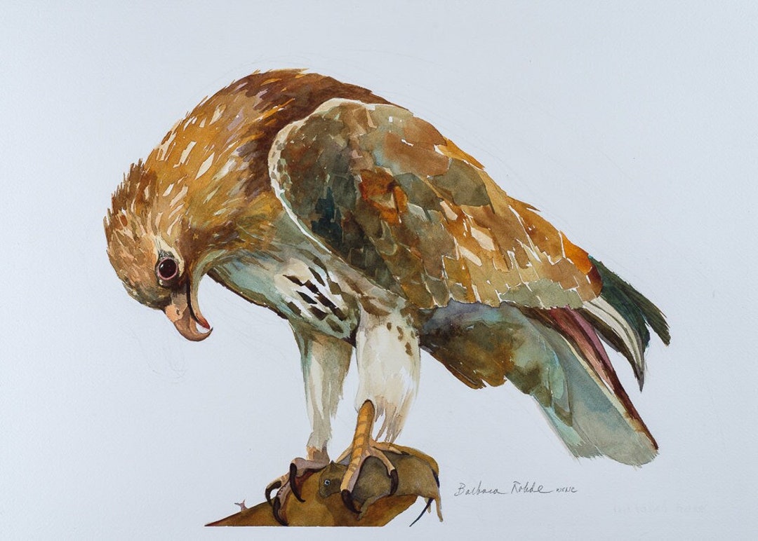 Red Tailed Hawk With Prey Print Image 7x10 - Etsy