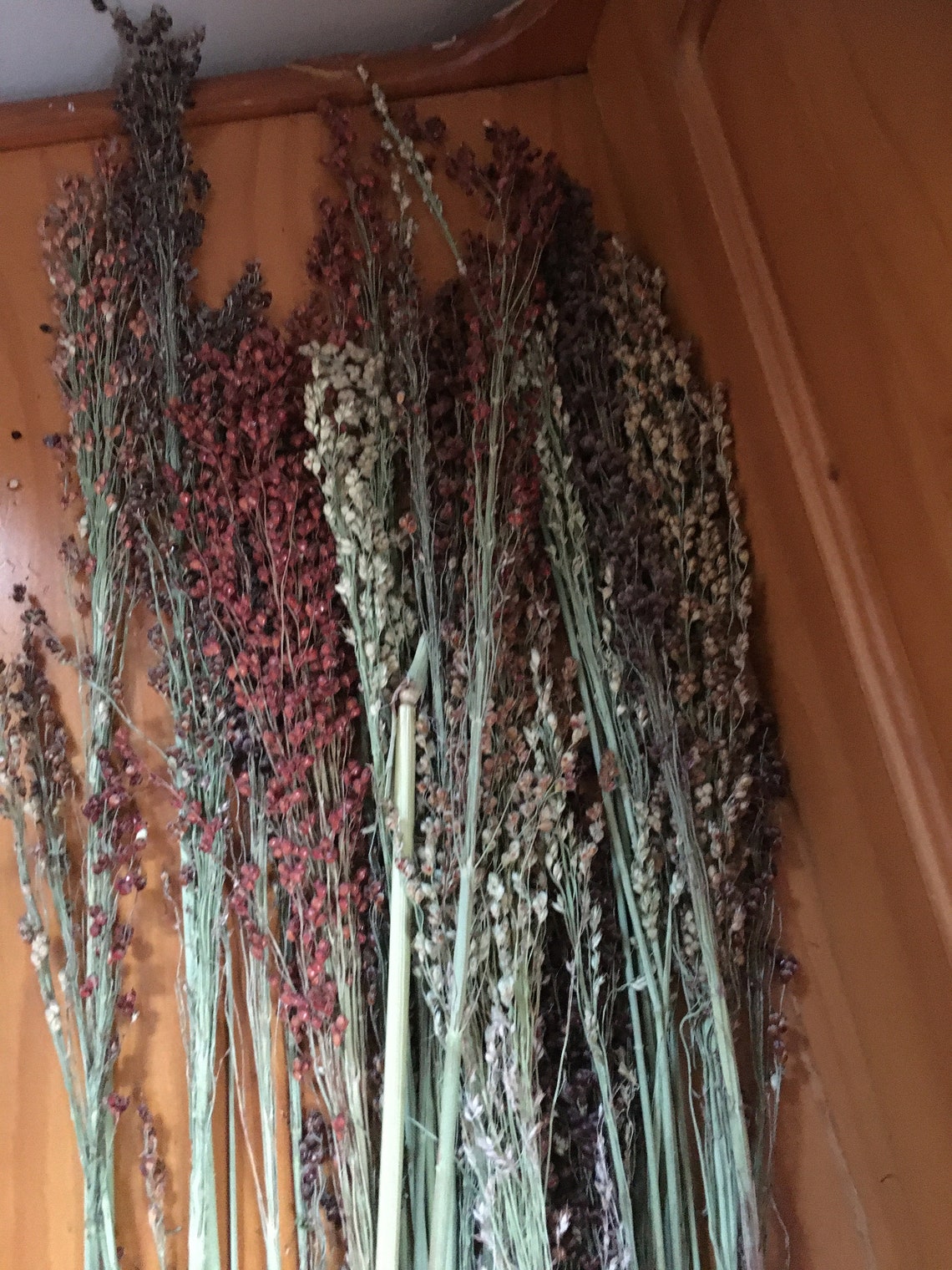 Multicolor Broomcorn Seeds (sorghum Vulgare), Organic - Broom Corn ...