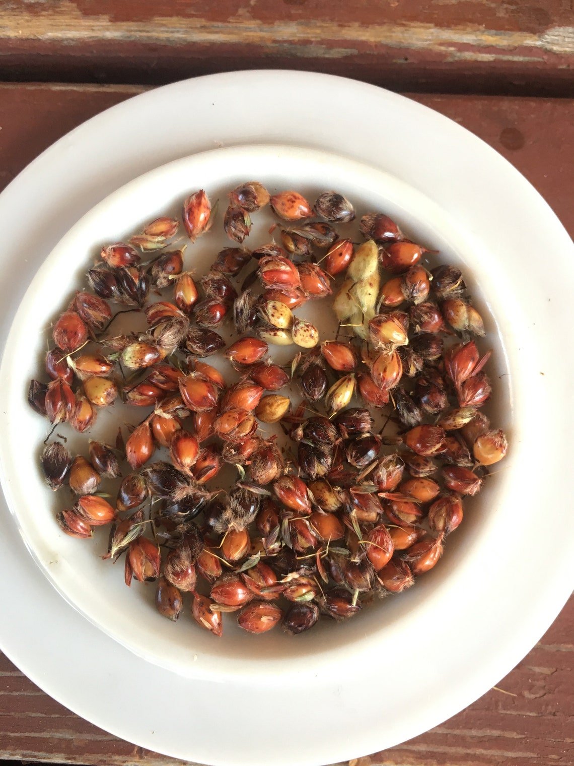 Multicolor Broomcorn Seeds (sorghum Vulgare), Organic - Broom Corn ...
