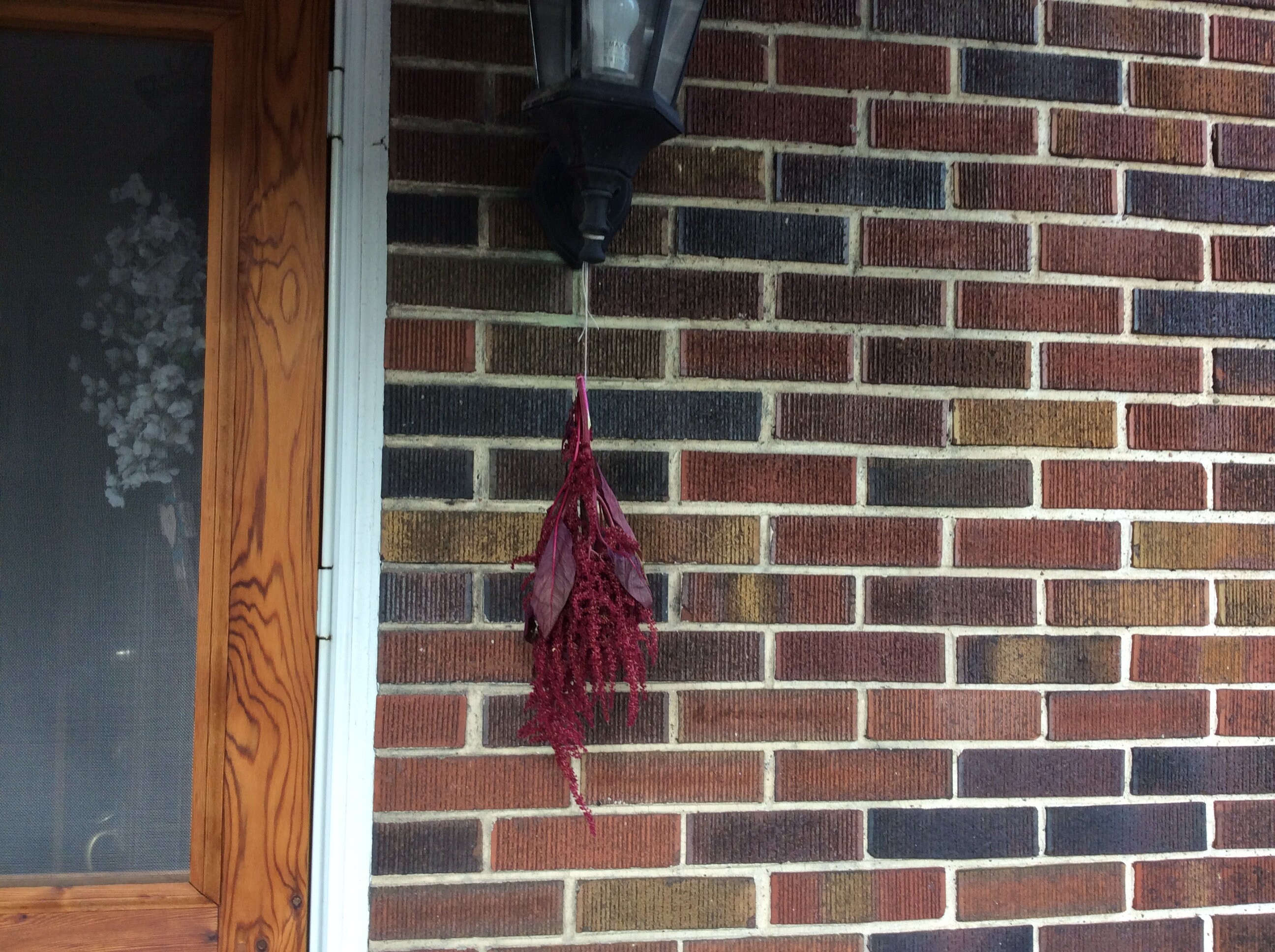 Hopi Red Dye Amaranth Seeds Organic amaranthus Cruentus | Etsy