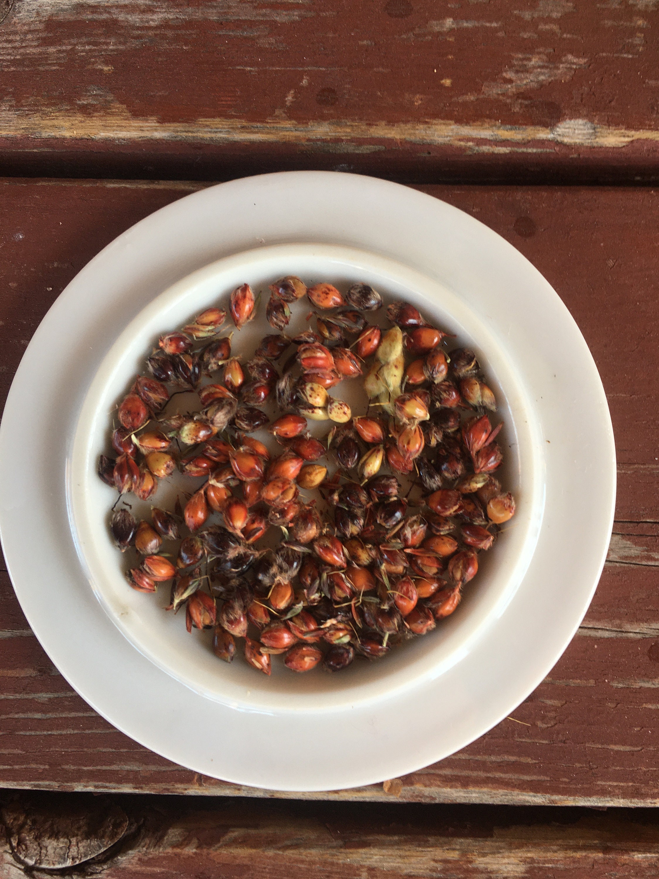 Multicolor Broomcorn Seeds (sorghum Vulgare), Organic - Broom Corn ...
