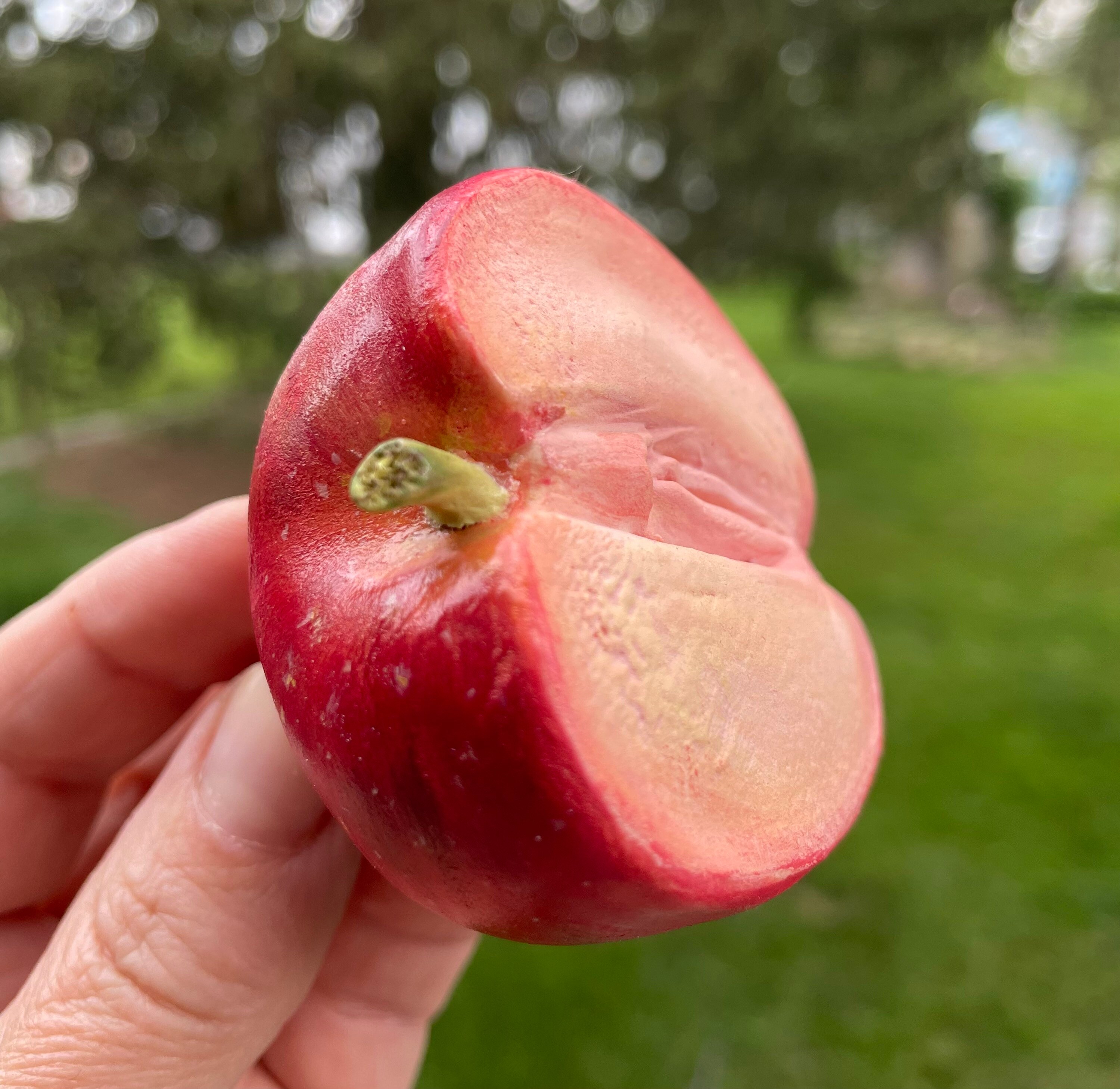 Apple Vulva Silicone Mold. Yoni Mold. Adult Shape Molds - Etsy