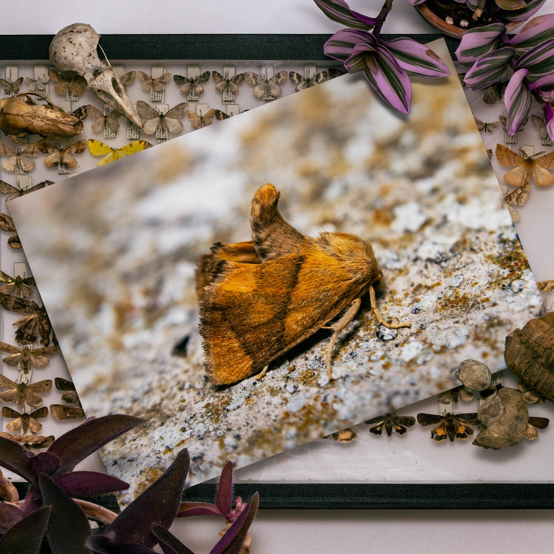 Festoon Moth Print Wall Art Poster / Print Entomology Insect Gift - Etsy