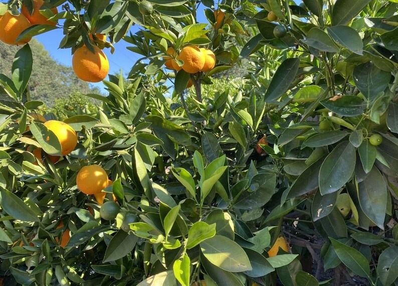 Six (6X) Trovita Sweet Orange From Dwarf Plant Un-rooted Grow Your Own ...