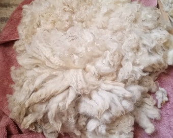 Curly Wool Sheep - Etsy