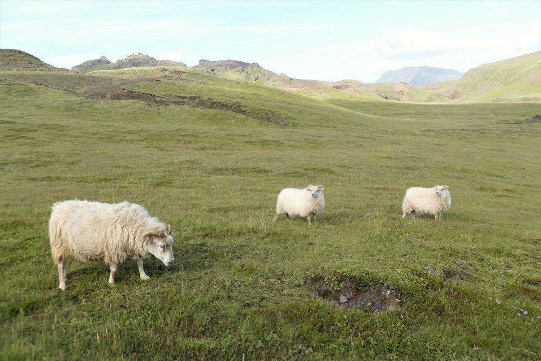Iceland, Sheep, Landscape Photo, Istand Download, Wall Art, Print ...