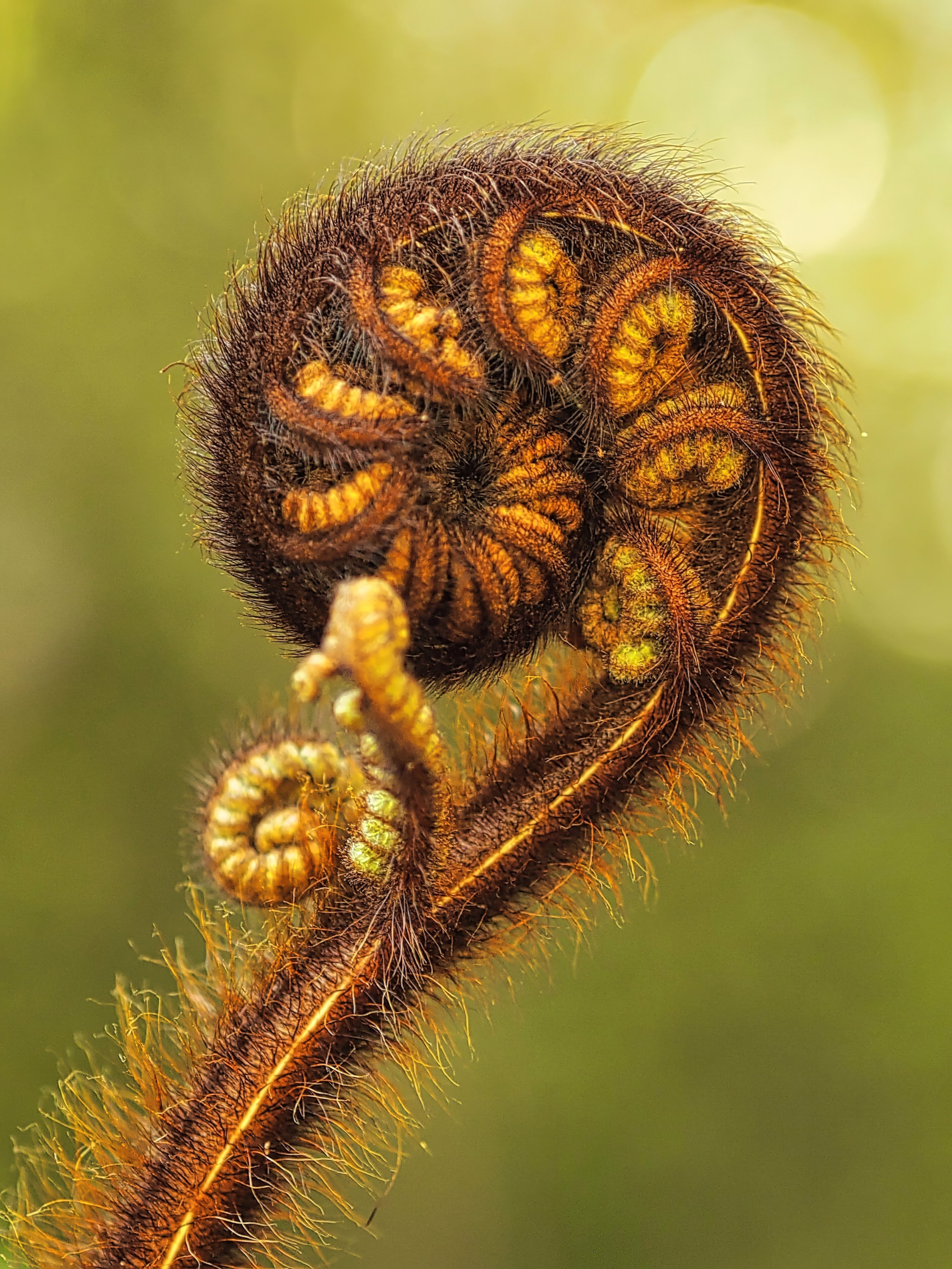 Fern Printable Wall Art Fiddlehead Fern Digital Download Woodland Green ...