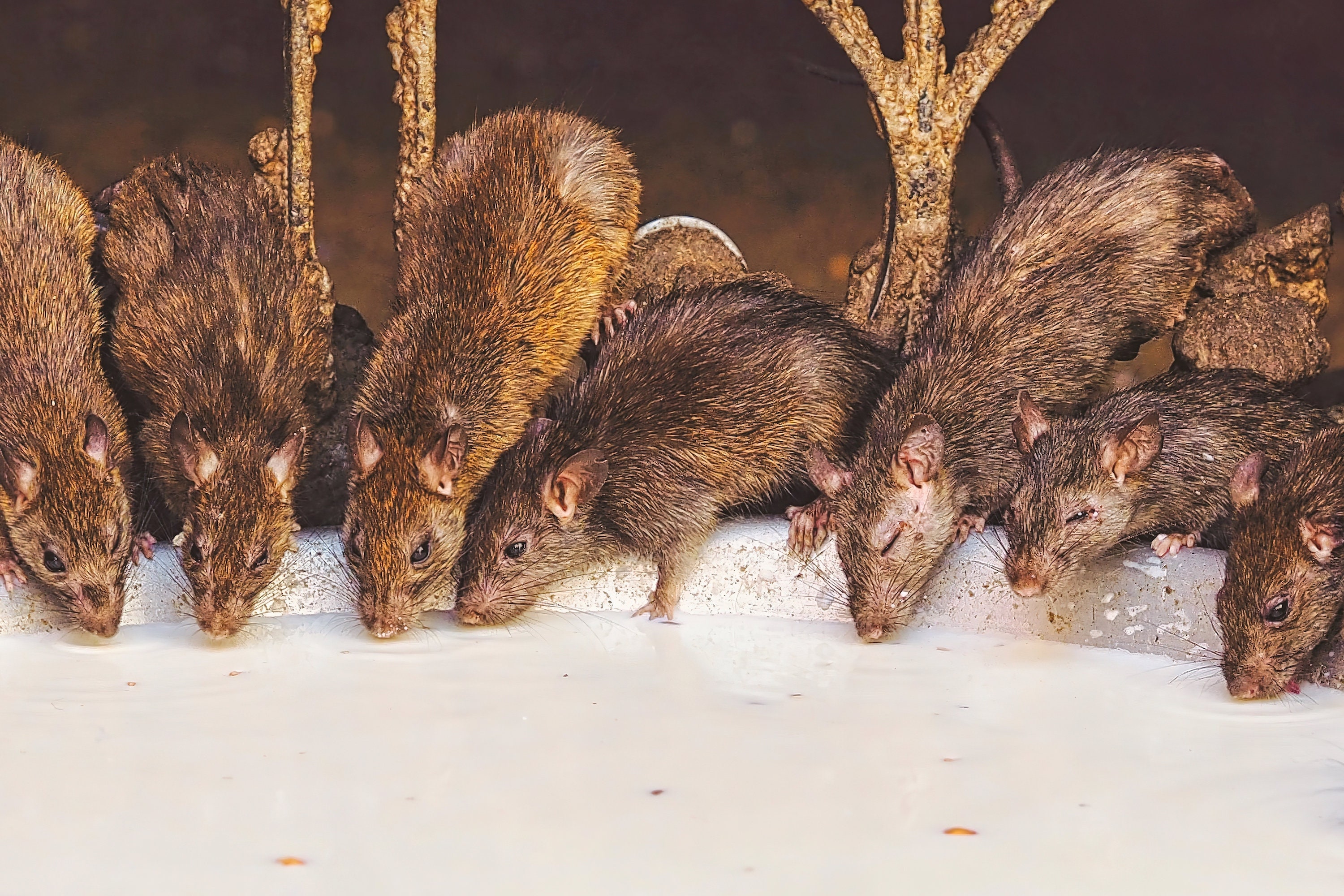 Ratte Digitaler Download Ratte Wandkunst Nager Foto Qualitätsfotografie ...