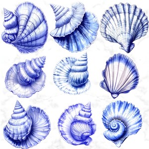 Watercolor Blue Seashell Clipart: Nautical PNG Set (digital Download ...