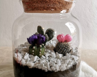 Cactus pot | Etsy