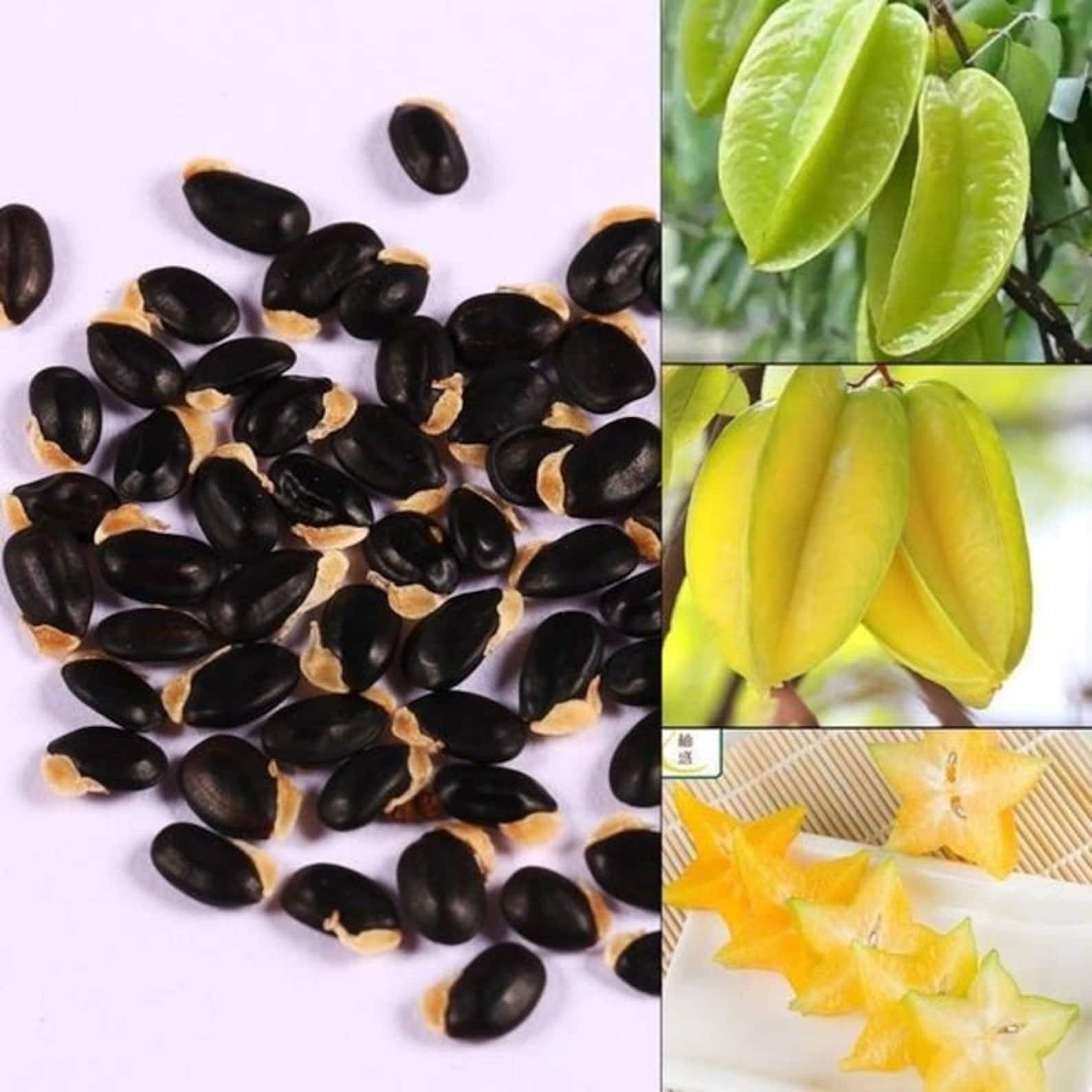 Carambola Seeds Star Fruit Seeds Averrhoa Carambola Fast | Etsy