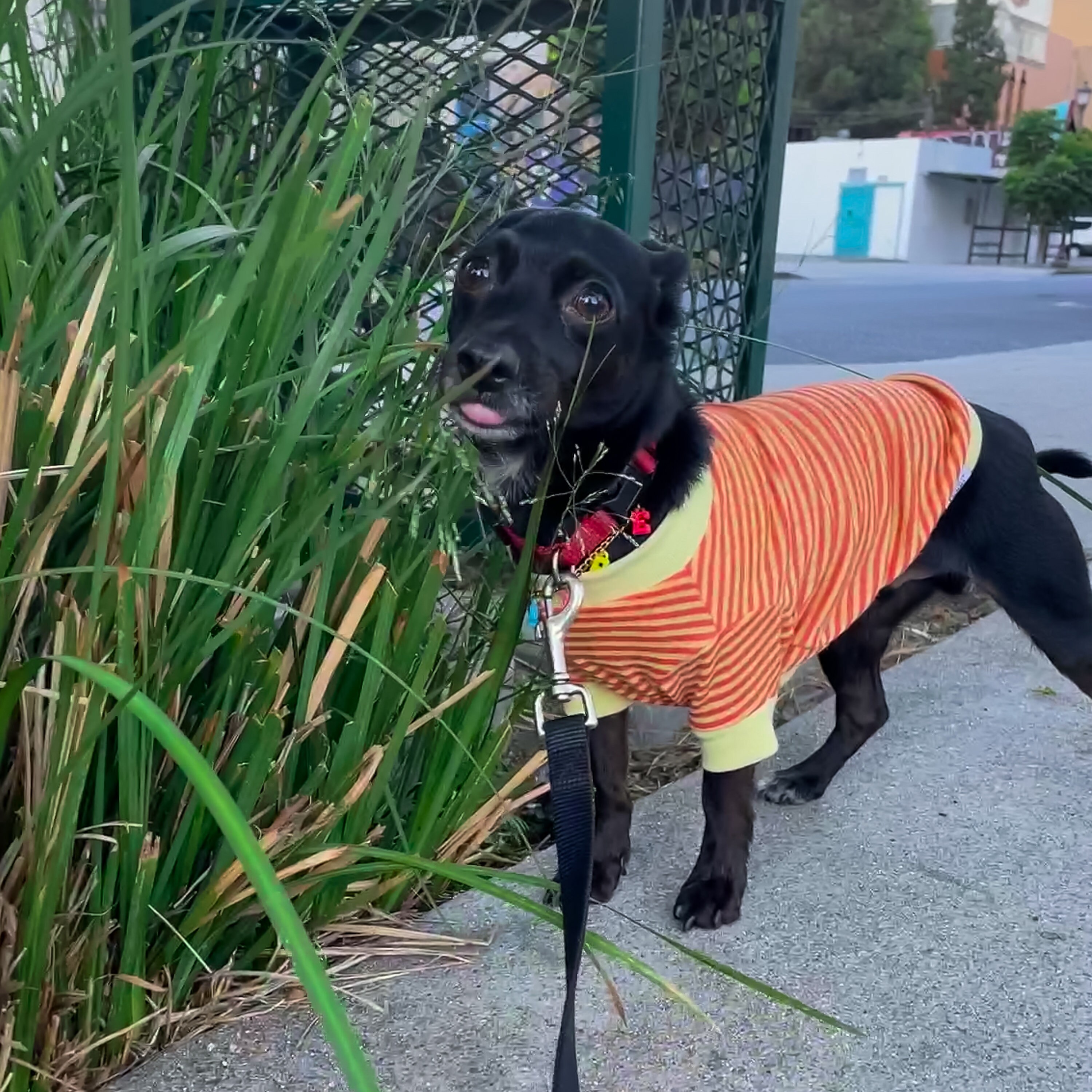 DOHP Dog Tee L Striped Yellow and Orange Dog Tee L Dog T-shirt - Etsy