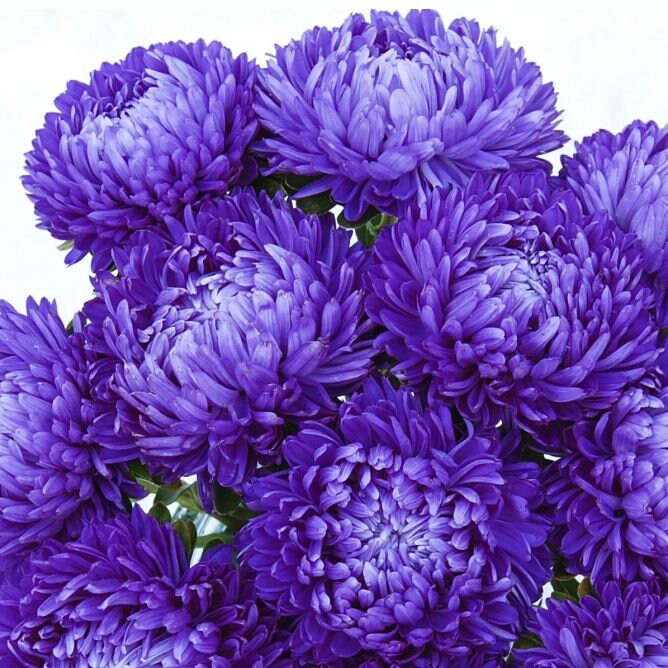 Flower Seeds Callistephus Chinensis Lady Coral packing 20 Pieces Color ...