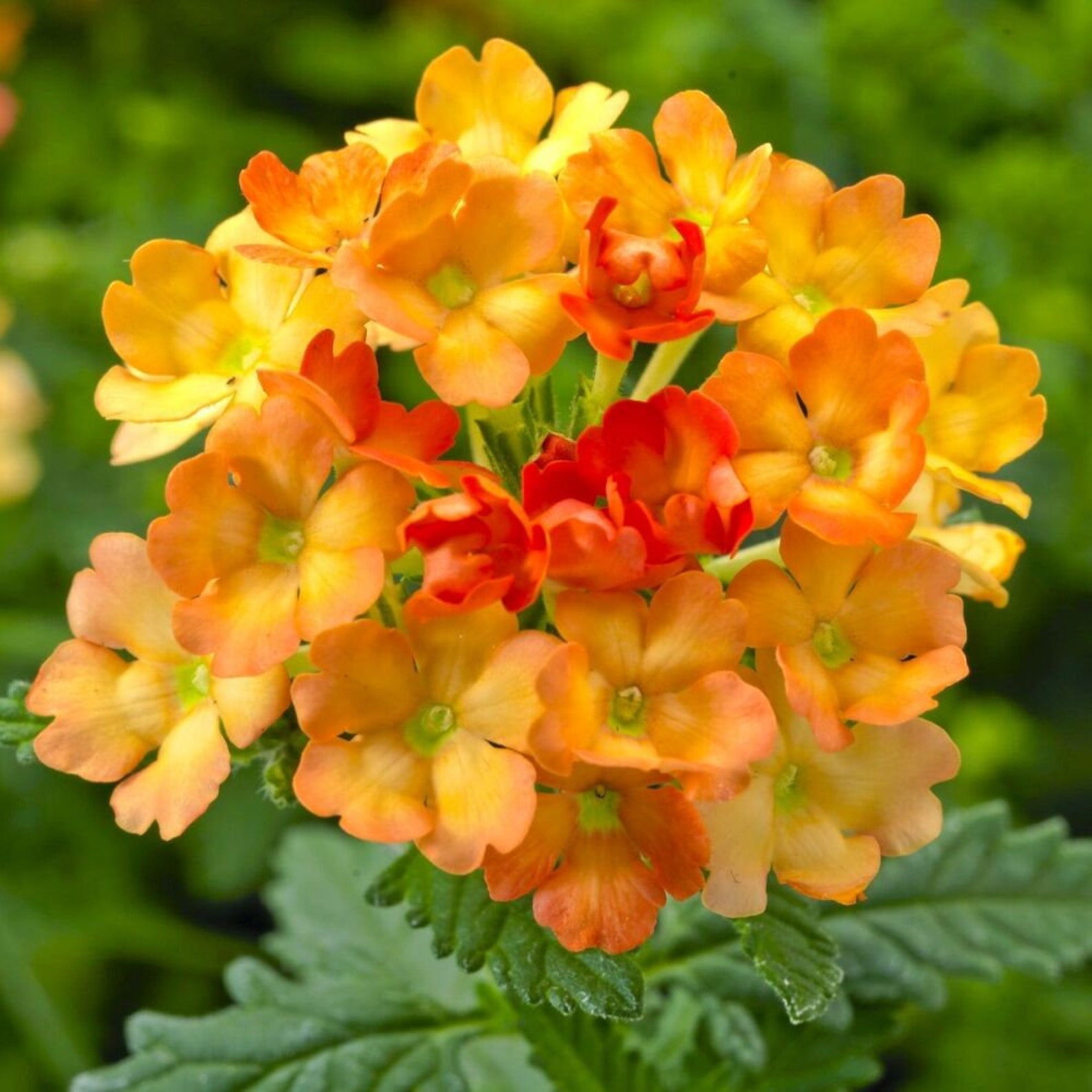Flower Seeds Verbena Hybrida packing 0,1 G Color Apricot. Red Flowers ...