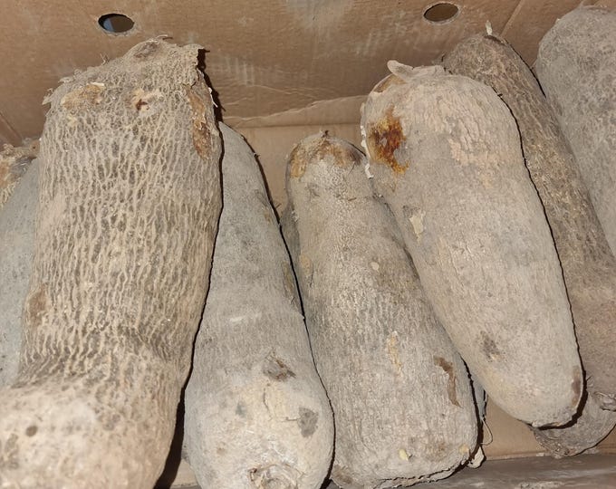 Dried Bonga Fish , Agbodo Fish 14pieces big, Wild Caught Fish, Dry Fish ...