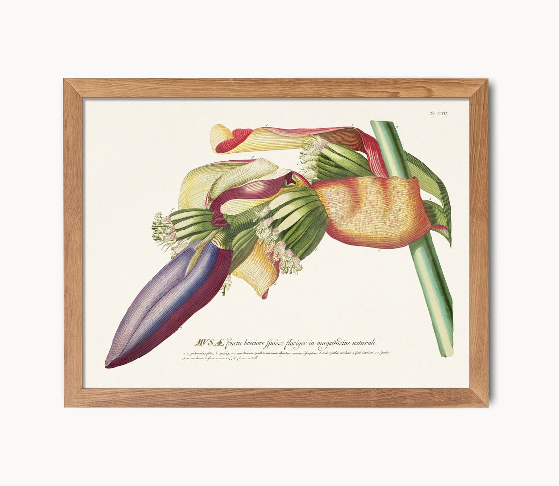Banana Flower. Vintage Botanical Print by Georg Dionysius Ehret (1750 ...